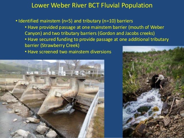 Weber River Partnership native species presentation