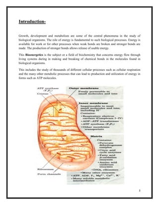 Assignment On Bioenergetics | PDF