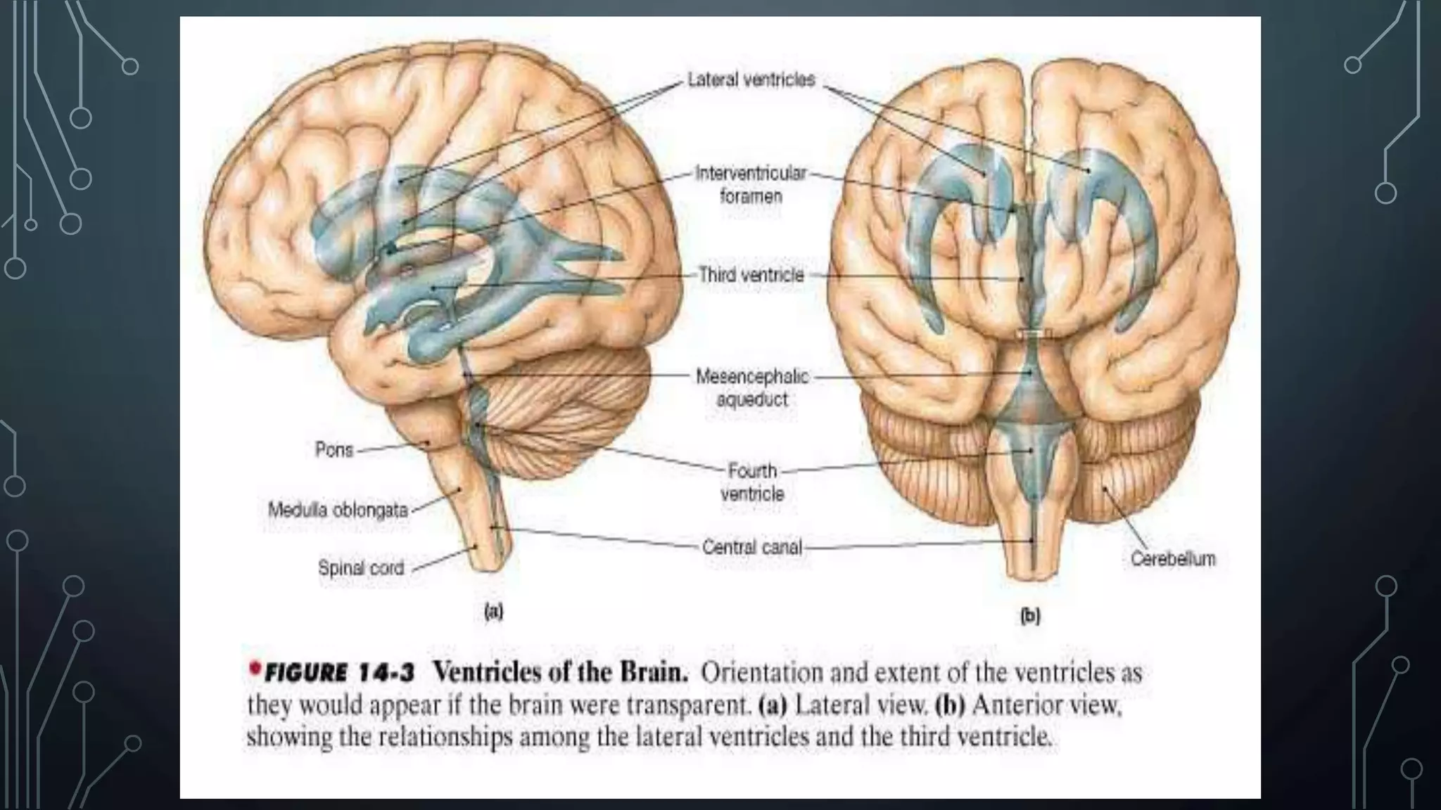723_CSF_Anatomy_Physiology_and_Dynamics.pptx