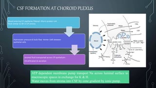 723_CSF_Anatomy_Physiology_and_Dynamics.pptx