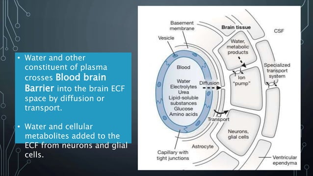 723_CSF_Anatomy_Physiology_and_Dynamics.pptx | Brain and Nervous System Disorders | Diseases and ...