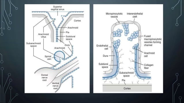 723_CSF_Anatomy_Physiology_and_Dynamics.pptx | Brain and Nervous System Disorders | Diseases and ...