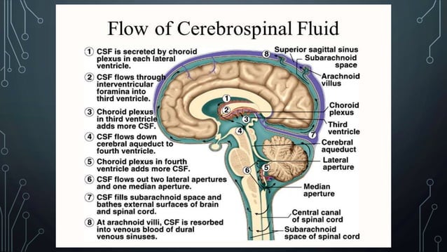 723_CSF_Anatomy_Physiology_and_Dynamics.pptx | Brain and Nervous System Disorders | Diseases and ...