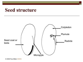 SEEDGERMINATION | PPT
