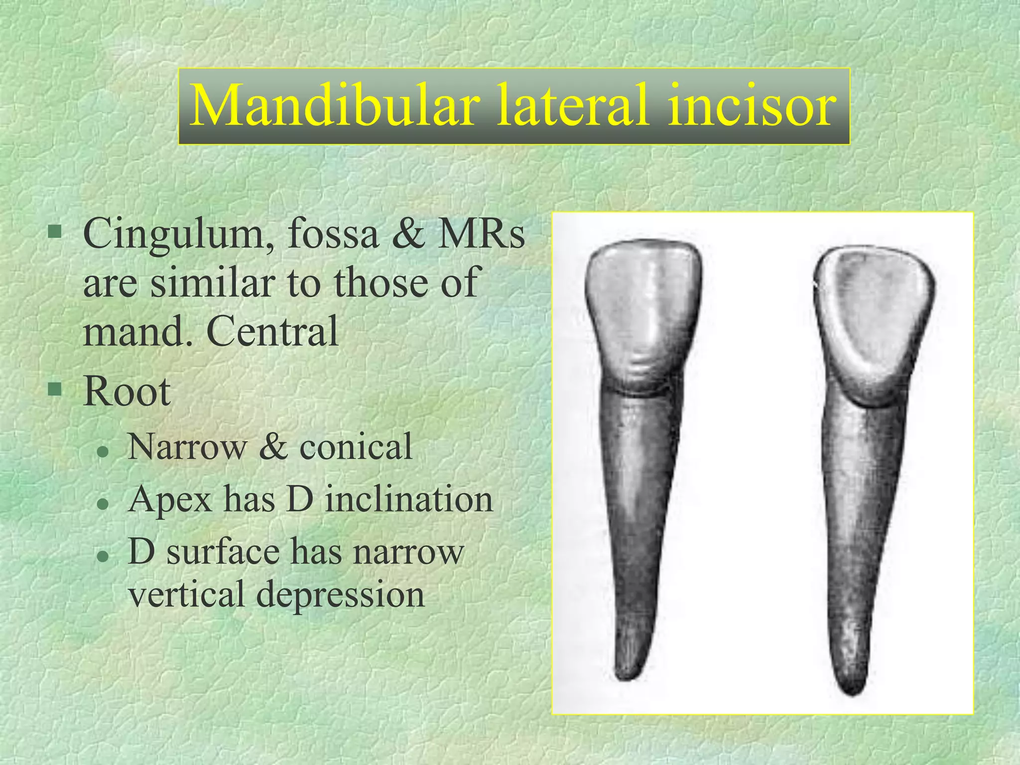 7264369-Morphology-of-Deciduous-Dentition.ppt