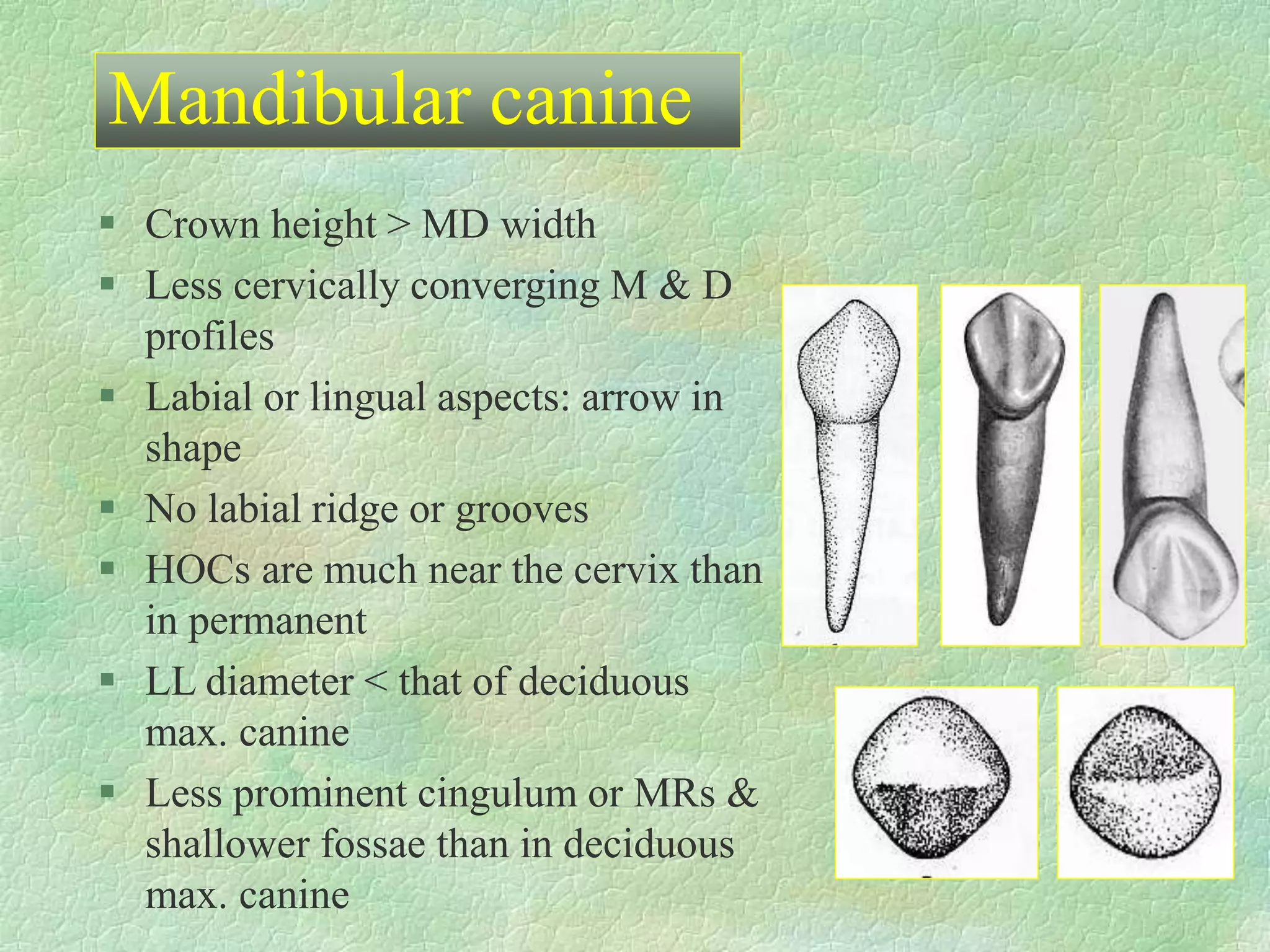 7264369-Morphology-of-Deciduous-Dentition.ppt