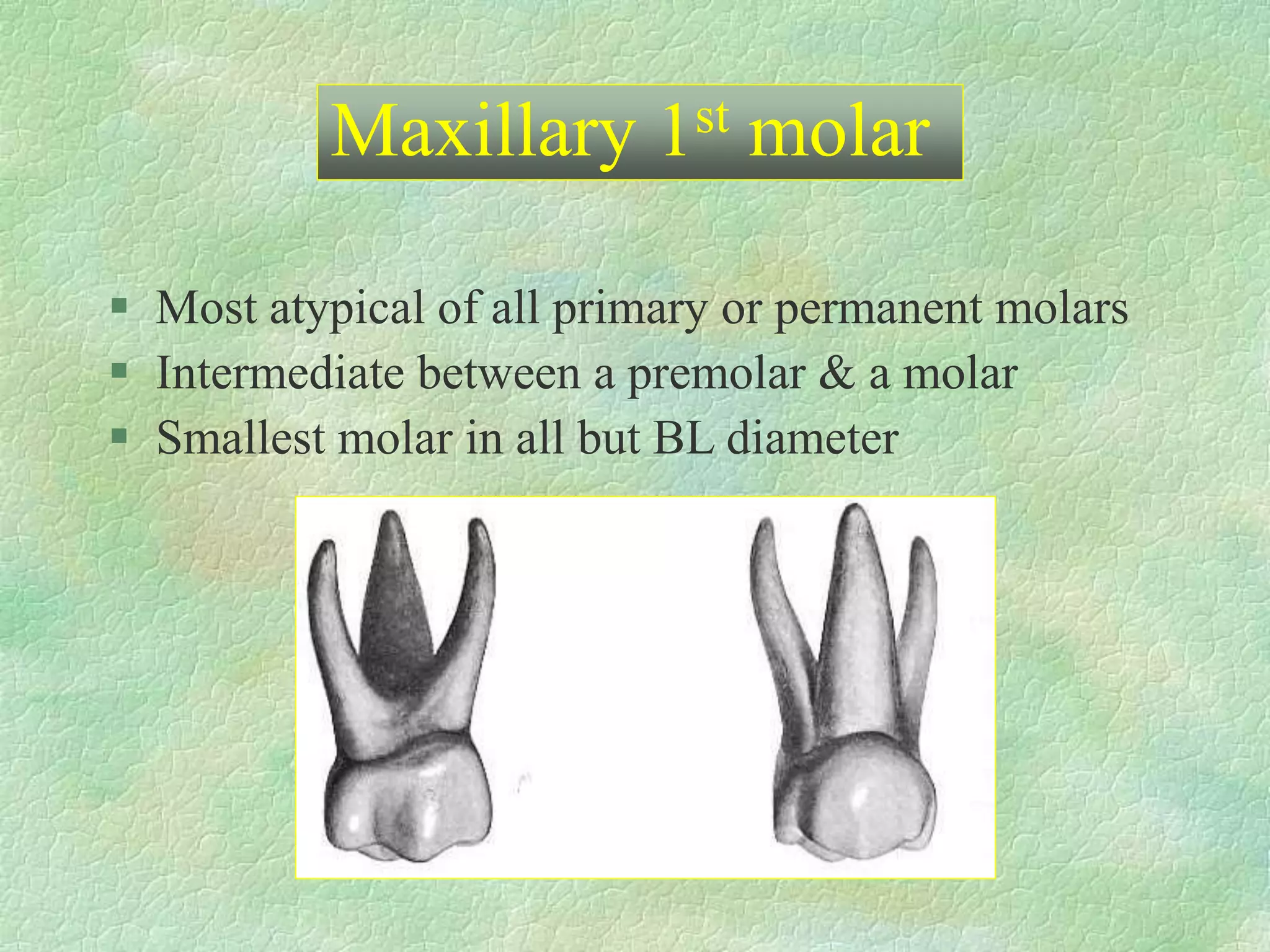 7264369-Morphology-of-Deciduous-Dentition.ppt