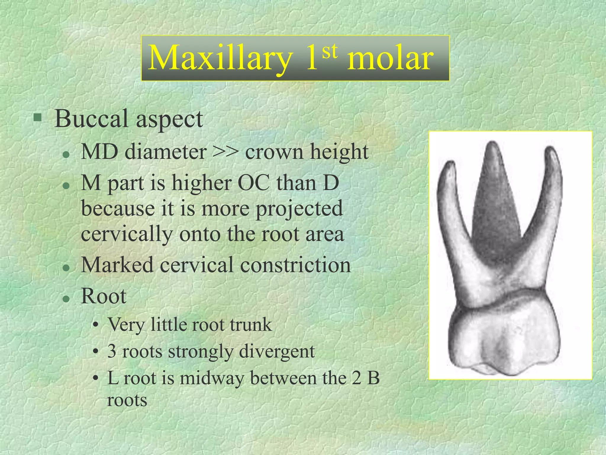 7264369-Morphology-of-Deciduous-Dentition.ppt