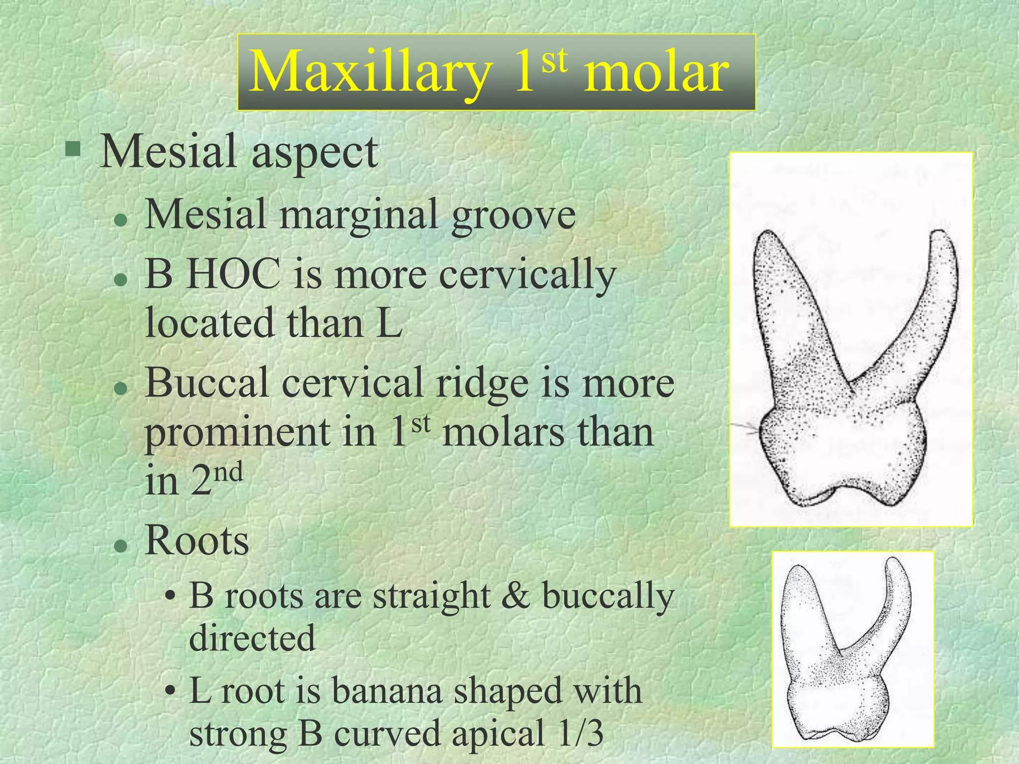 7264369-Morphology-of-Deciduous-Dentition.ppt