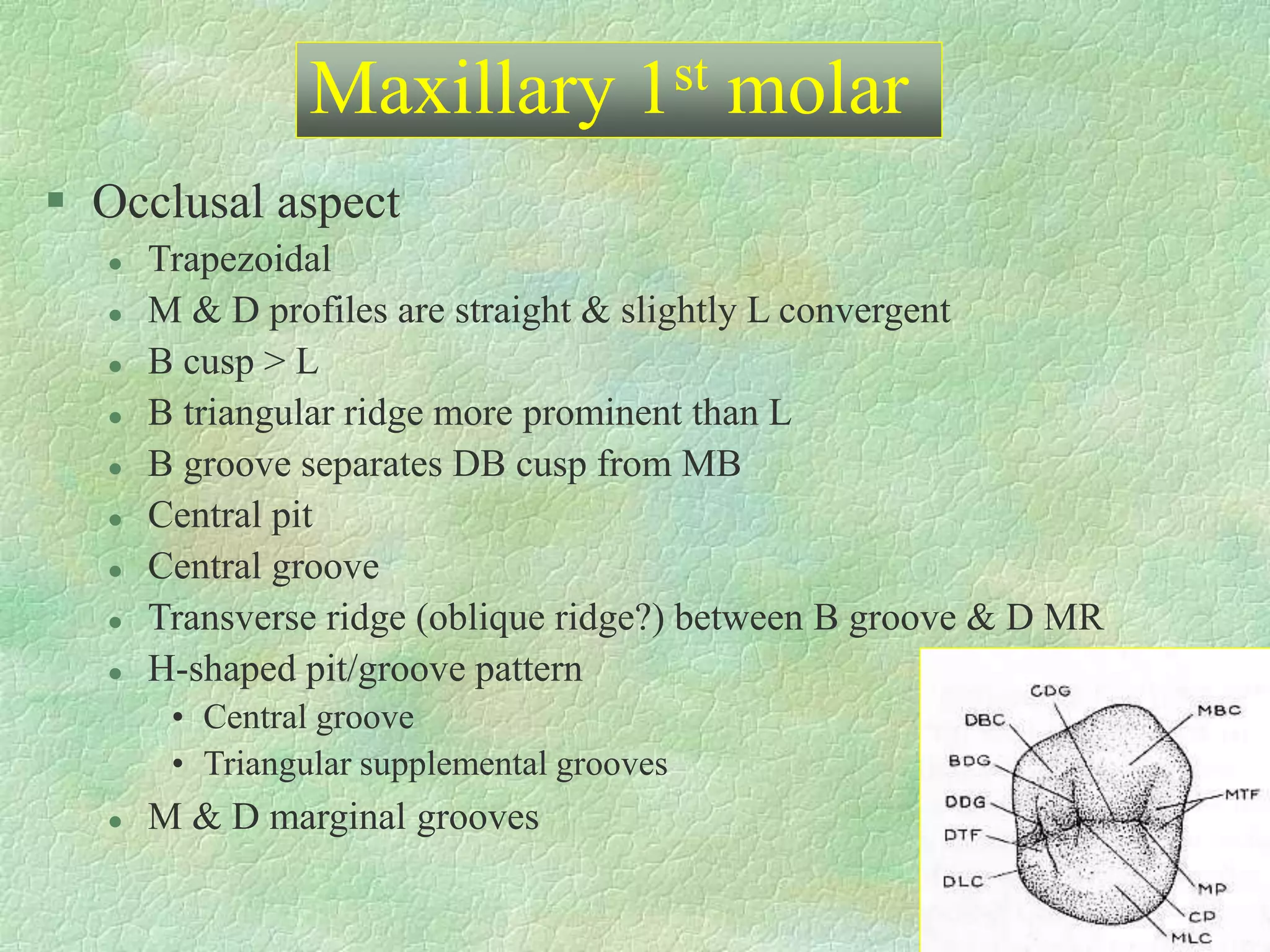 7264369-Morphology-of-Deciduous-Dentition.ppt
