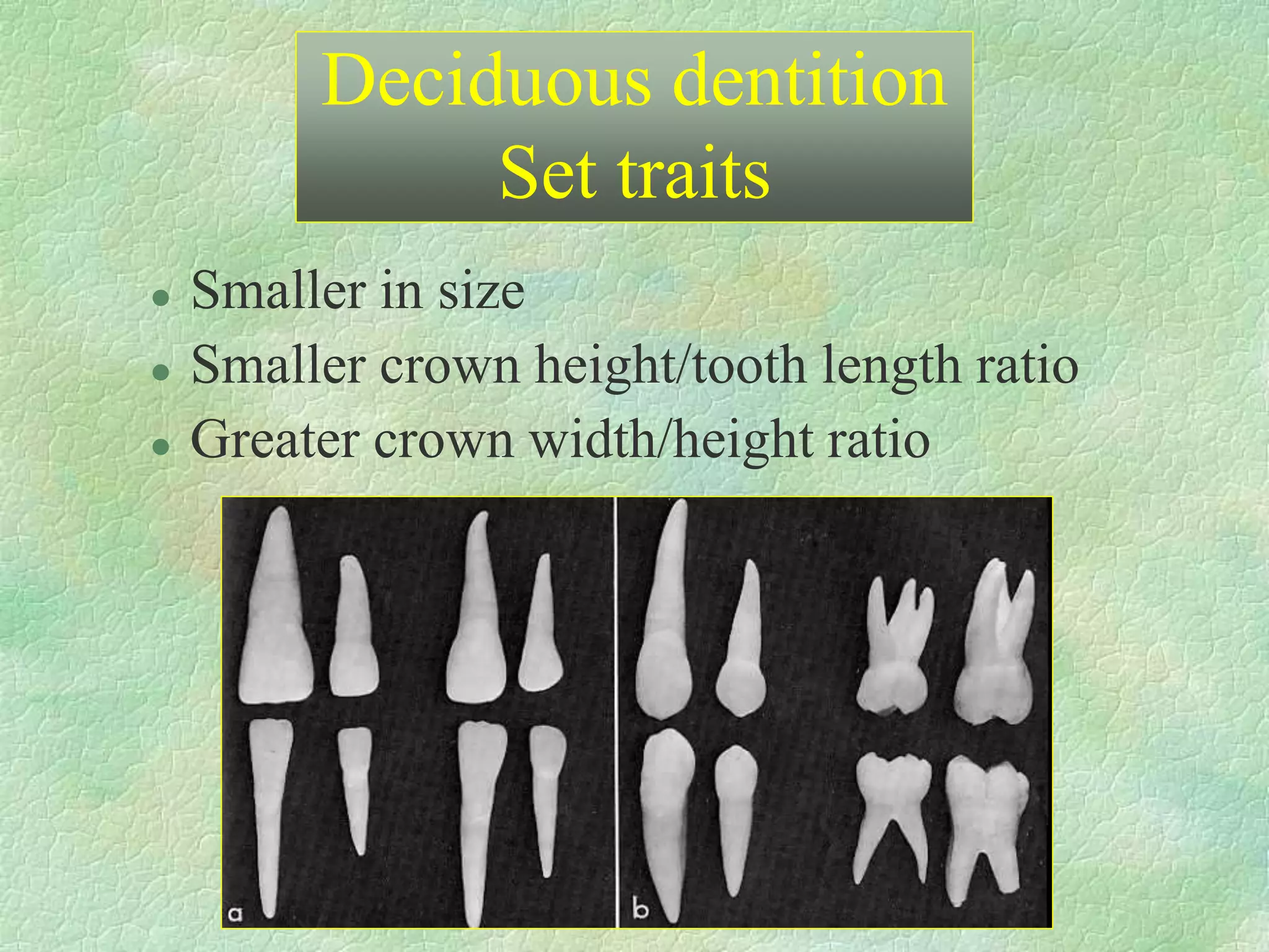 7264369-Morphology-of-Deciduous-Dentition.ppt