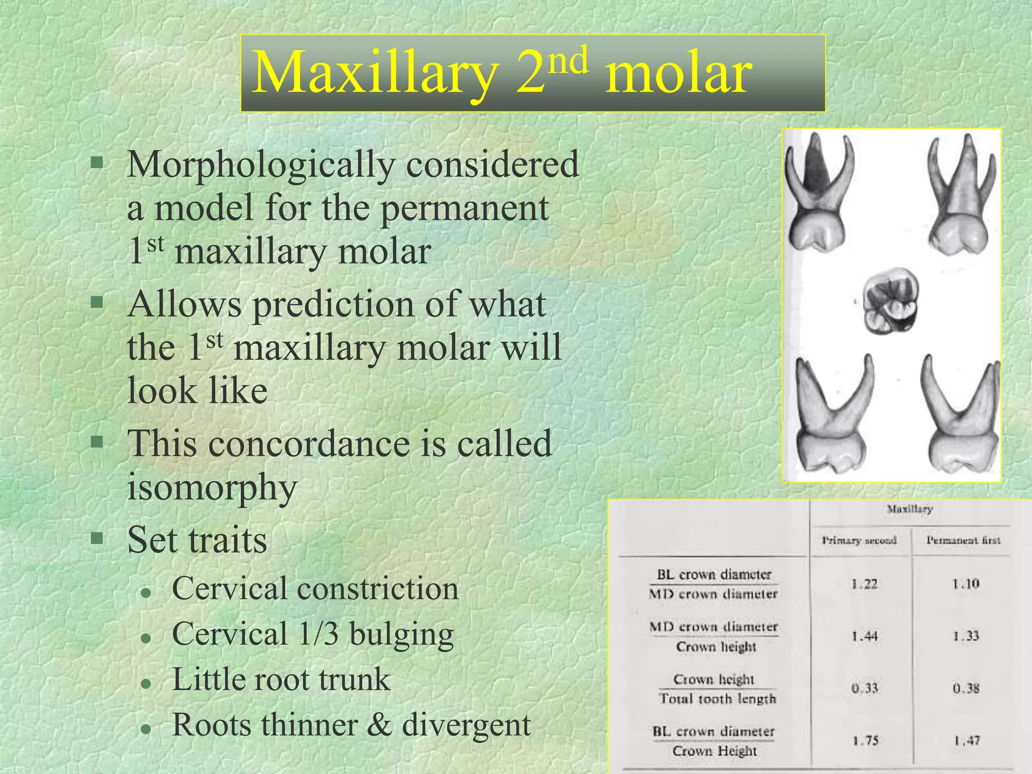 7264369-Morphology-of-Deciduous-Dentition.ppt