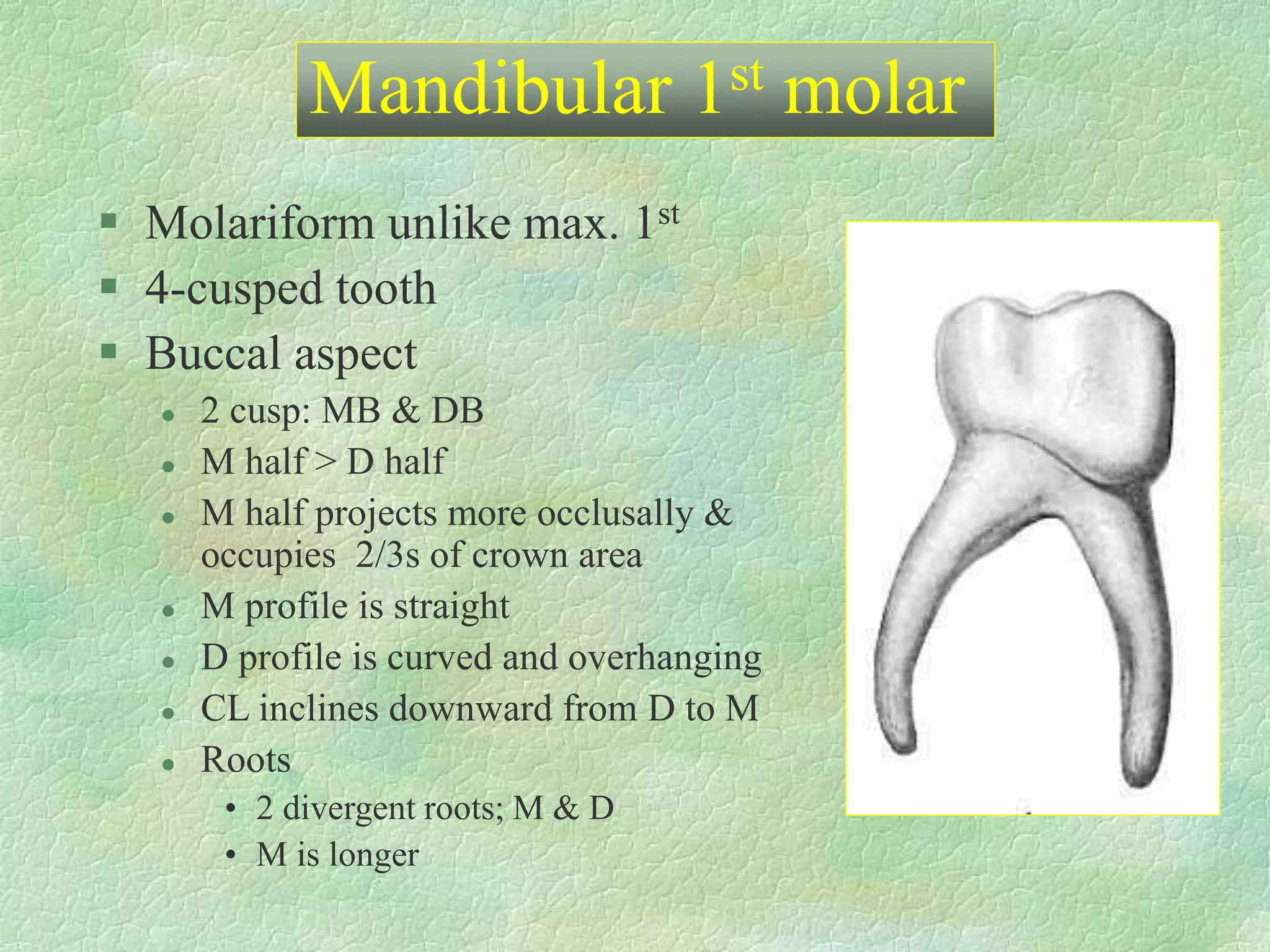 7264369-Morphology-of-Deciduous-Dentition.ppt