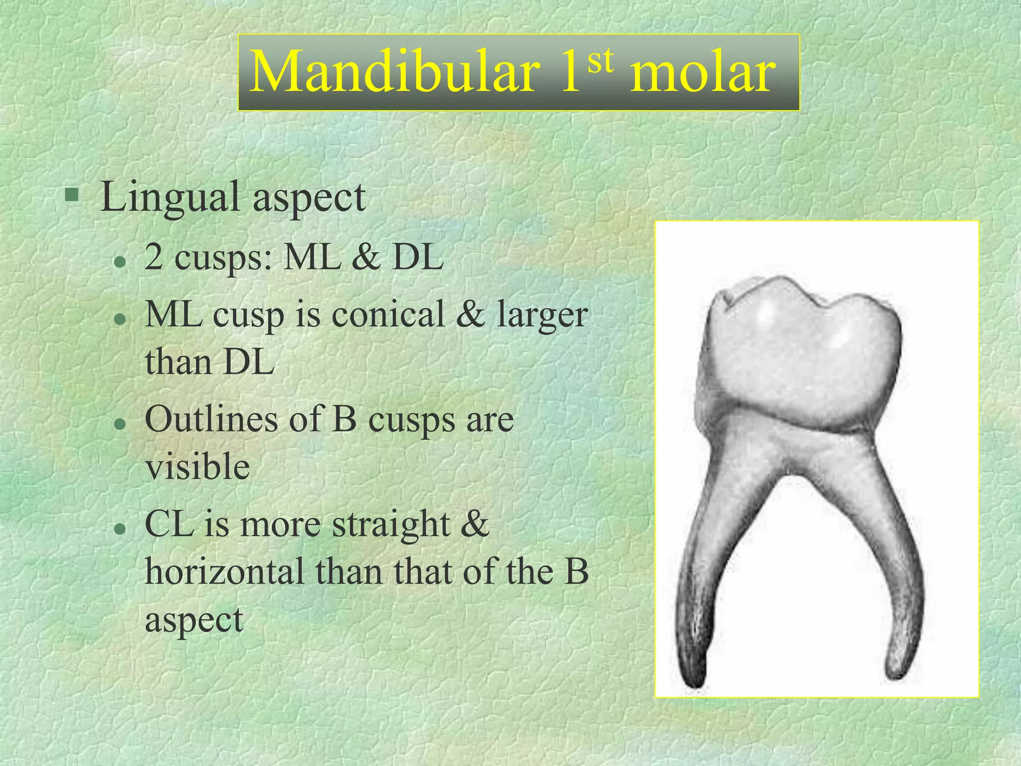 7264369-Morphology-of-Deciduous-Dentition.ppt