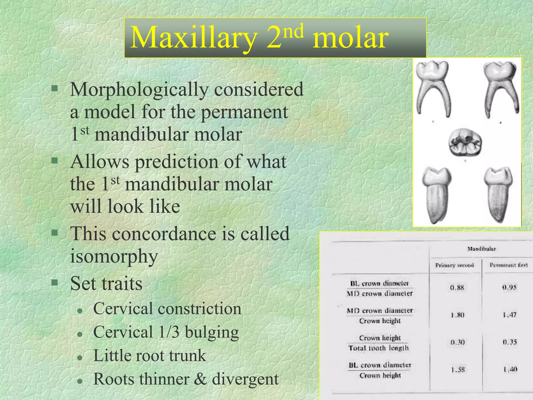 7264369-Morphology-of-Deciduous-Dentition.ppt