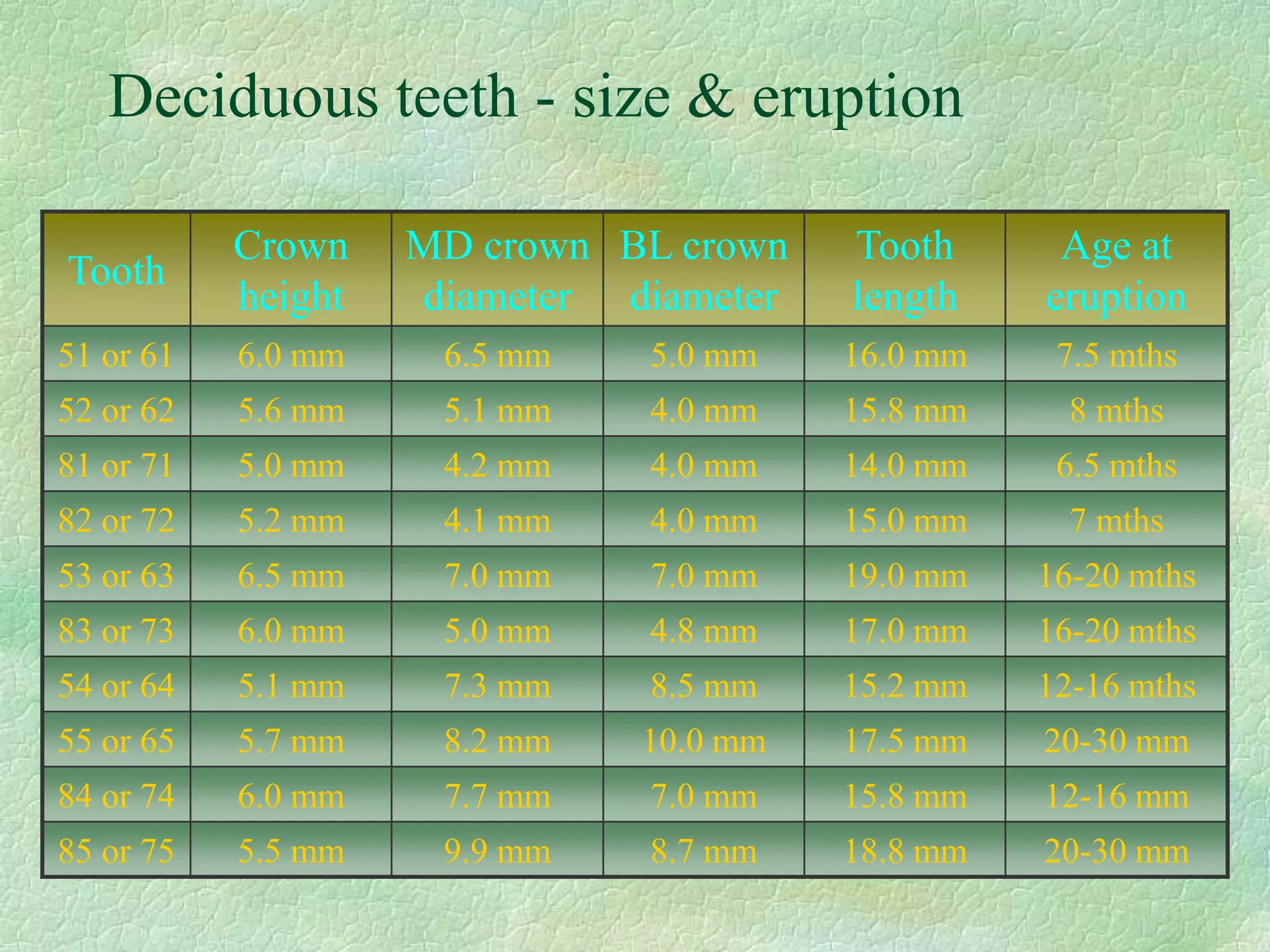 7264369-Morphology-of-Deciduous-Dentition.ppt