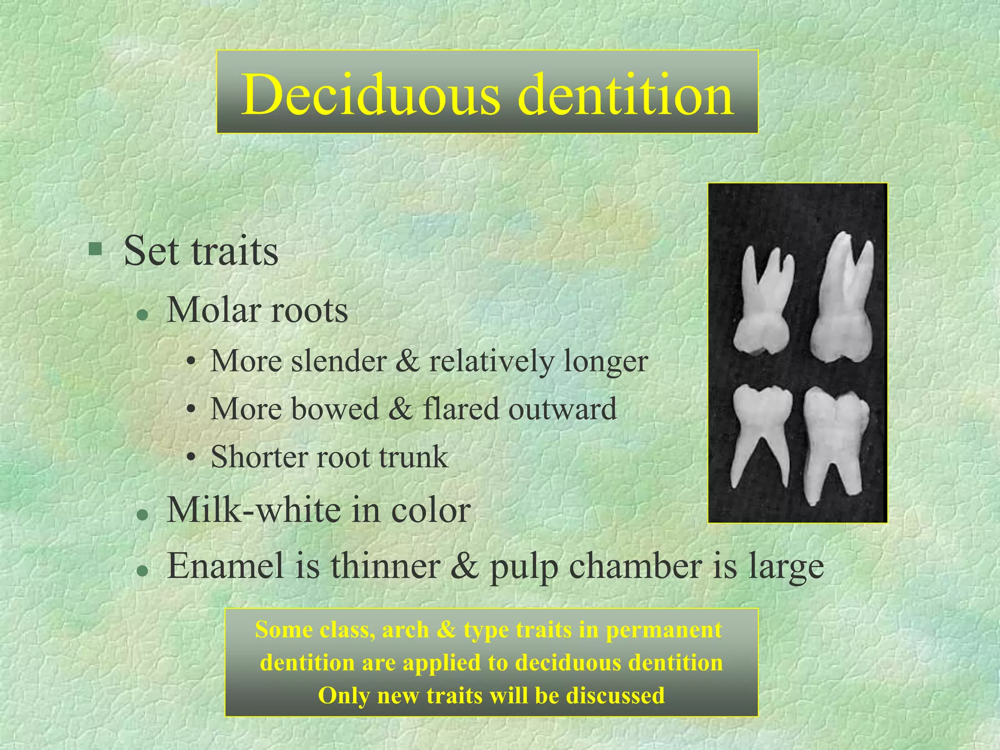 7264369-Morphology-of-Deciduous-Dentition.ppt