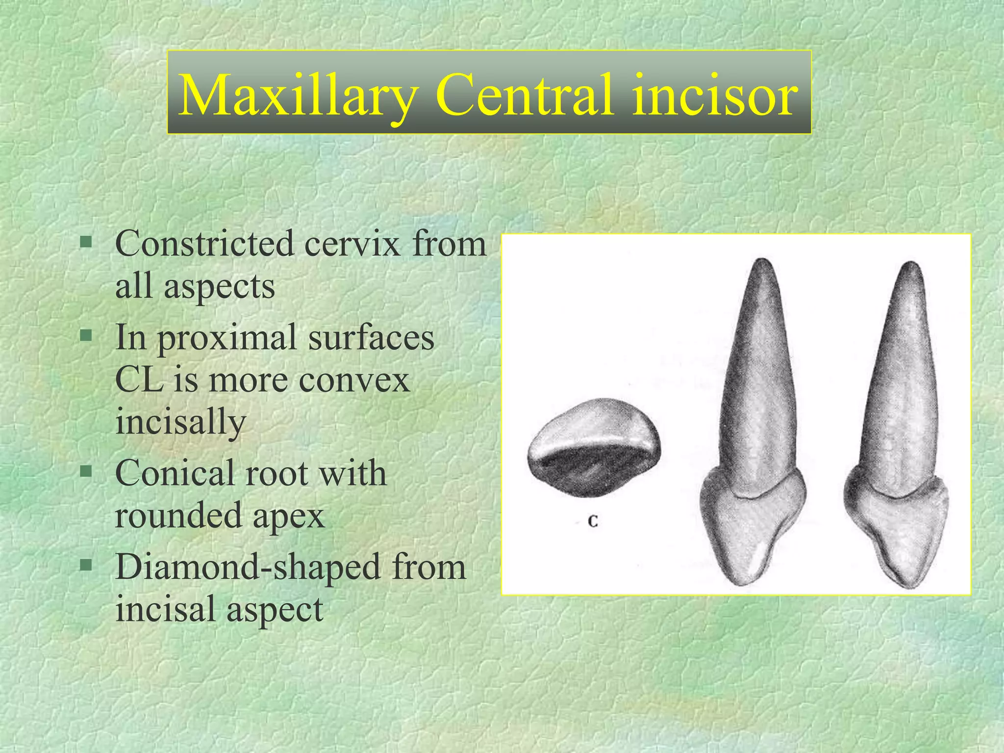 7264369-Morphology-of-Deciduous-Dentition.ppt