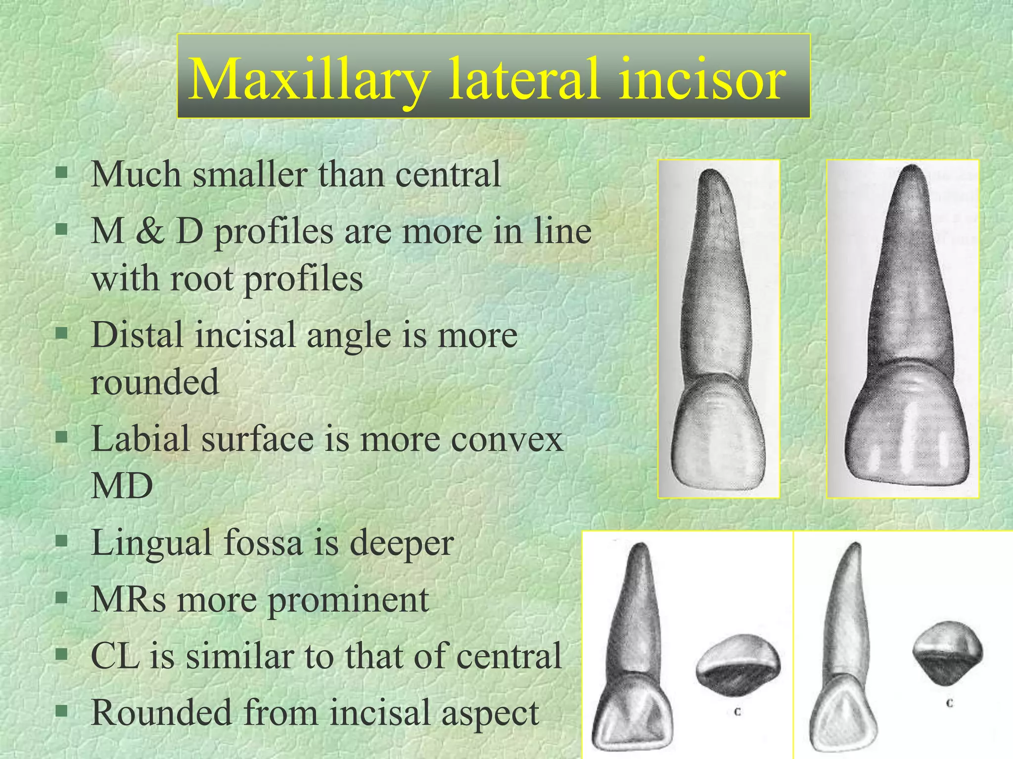 7264369-Morphology-of-Deciduous-Dentition.ppt