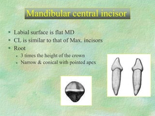7264369-Morphology-of-Deciduous-Dentition.ppt