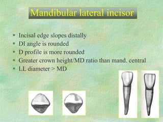 7264369-Morphology-of-Deciduous-Dentition.ppt