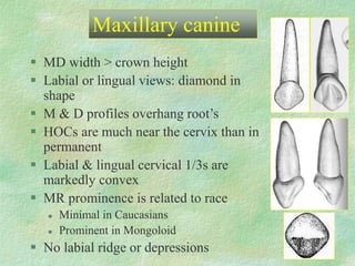 7264369-Morphology-of-Deciduous-Dentition.ppt