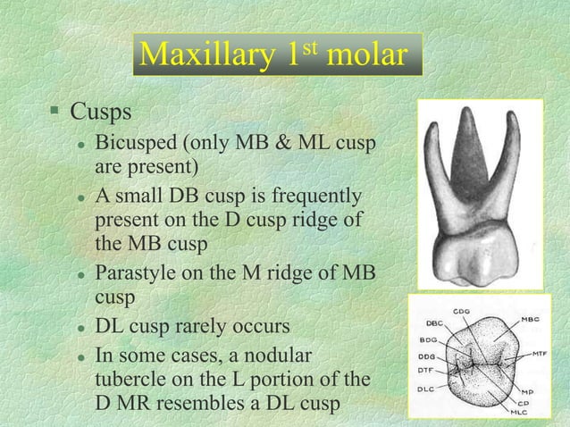 7264369-Morphology-of-Deciduous-Dentition.ppt