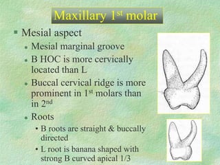 7264369-Morphology-of-Deciduous-Dentition.ppt