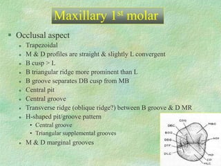 7264369-Morphology-of-Deciduous-Dentition.ppt