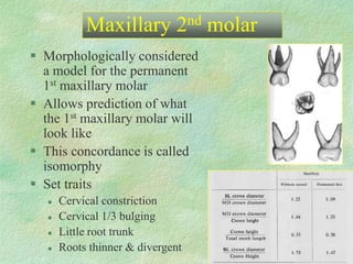 7264369-Morphology-of-Deciduous-Dentition.ppt
