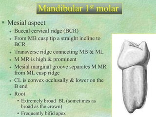 7264369-Morphology-of-Deciduous-Dentition.ppt
