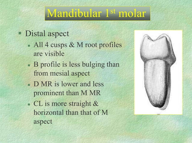 7264369-Morphology-of-Deciduous-Dentition.ppt