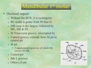 7264369-Morphology-of-Deciduous-Dentition.ppt
