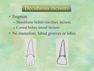 7264369-Morphology-of-Deciduous-Dentition.ppt