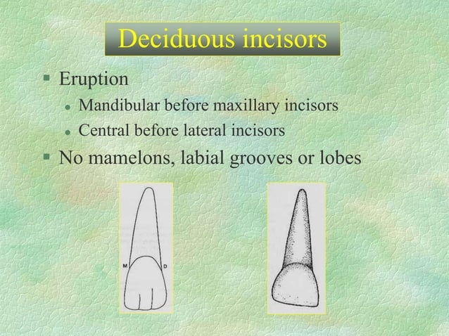 7264369-Morphology-of-Deciduous-Dentition.ppt