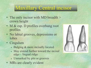 7264369-Morphology-of-Deciduous-Dentition.ppt