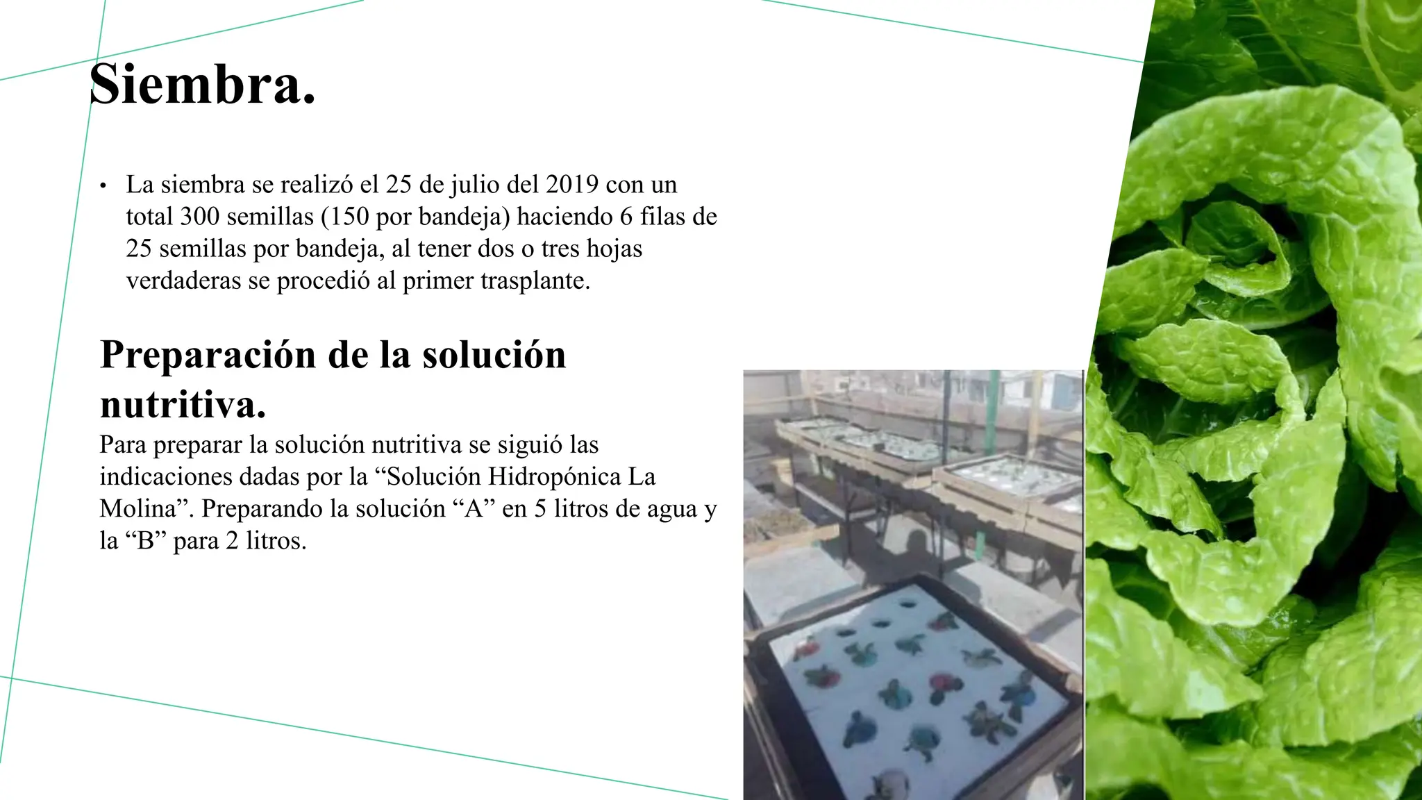 726630881-PRODUCCION-HIDROPONICA-DE-HORTALIZAS-DE-HOJA-PPT-FINAL ...