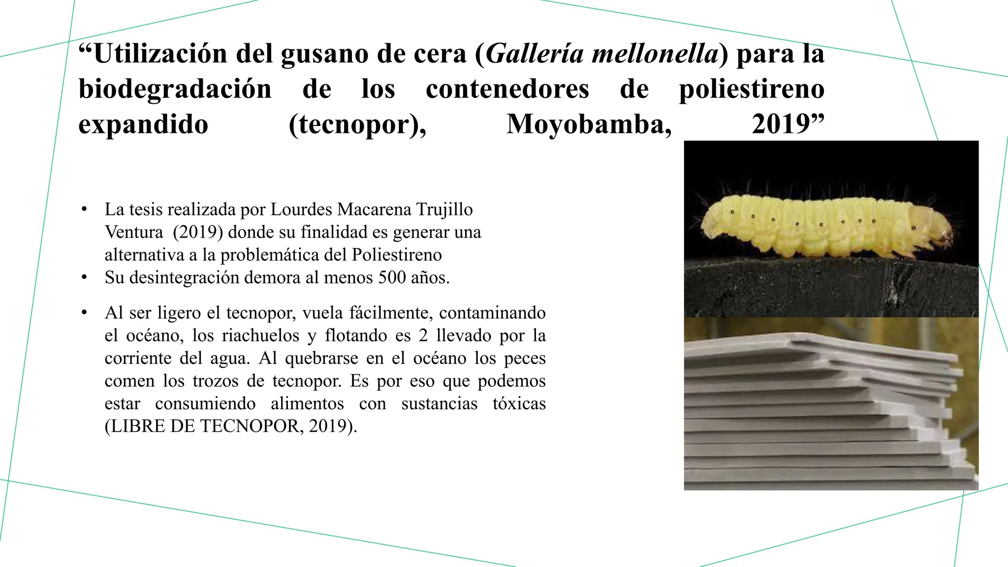 726630881-PRODUCCION-HIDROPONICA-DE-HORTALIZAS-DE-HOJA-PPT-FINAL ...