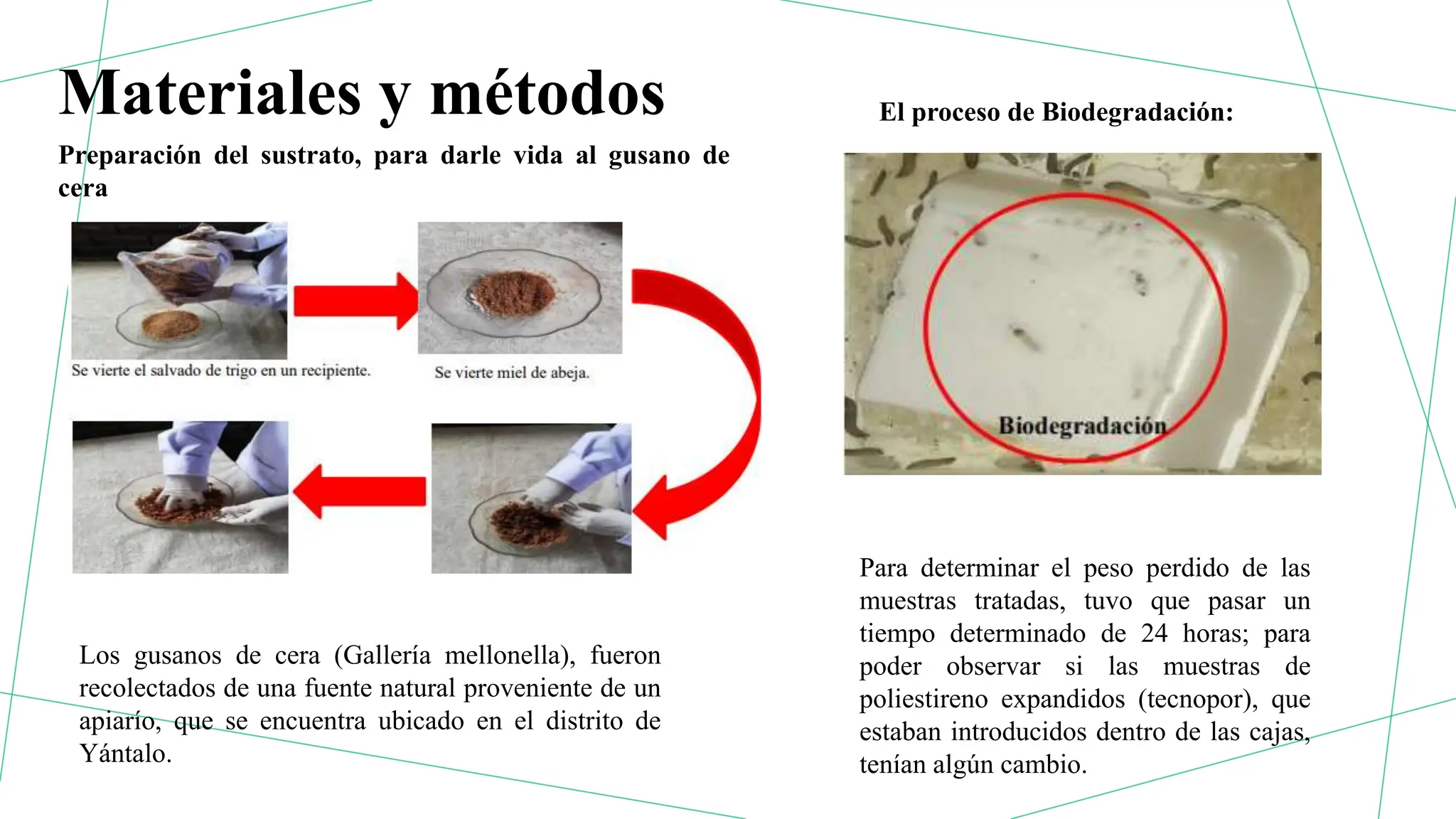 726630881-PRODUCCION-HIDROPONICA-DE-HORTALIZAS-DE-HOJA-PPT-FINAL ...