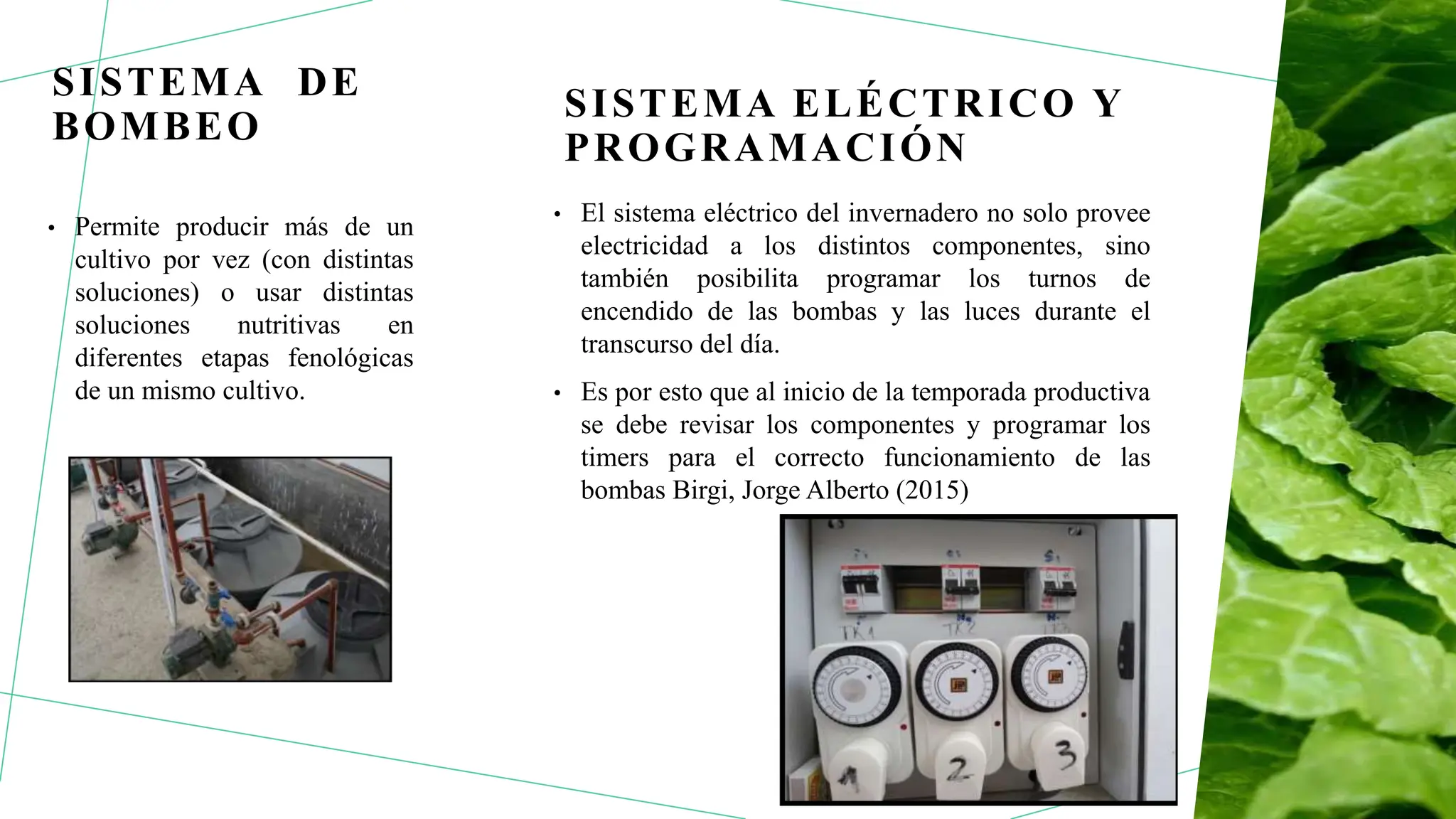 726630881-PRODUCCION-HIDROPONICA-DE-HORTALIZAS-DE-HOJA-PPT-FINAL ...