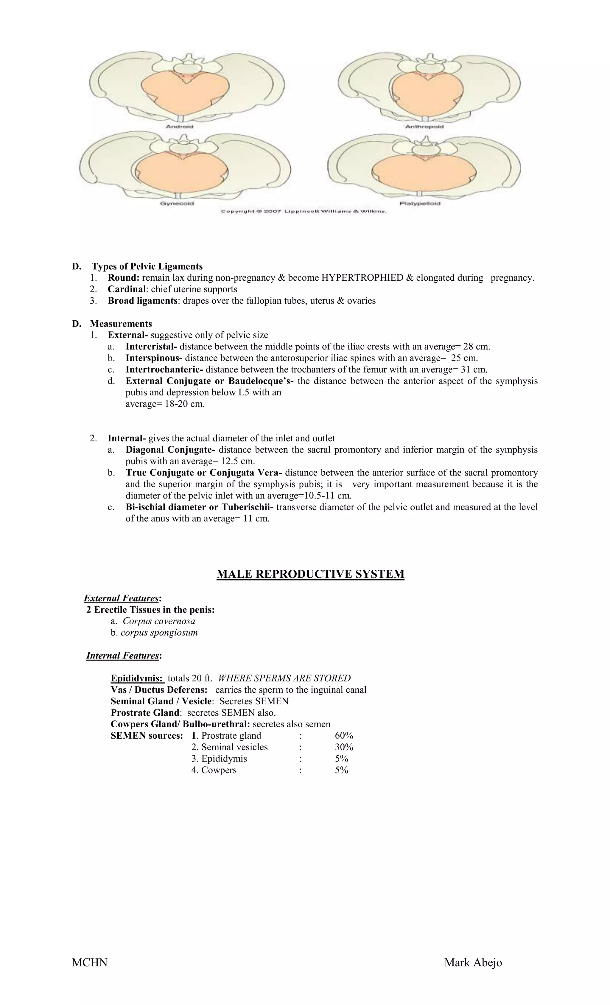 Anatomy Reproductive System | PDF