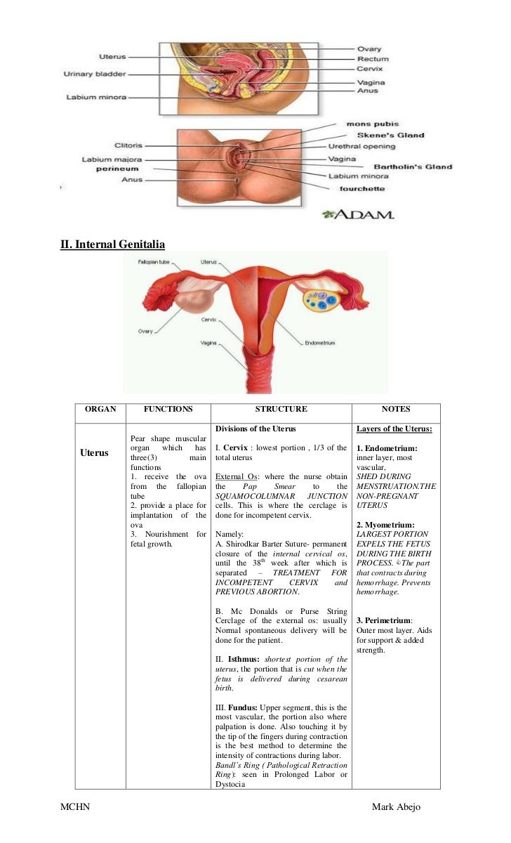 Anatomy Reproductive System