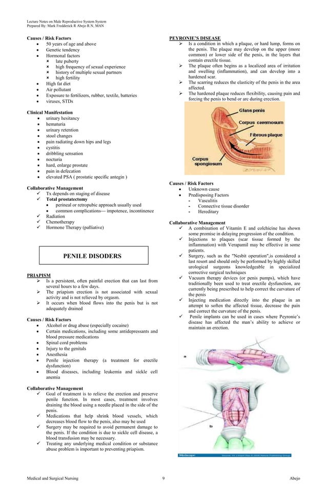 Male Reproductive System