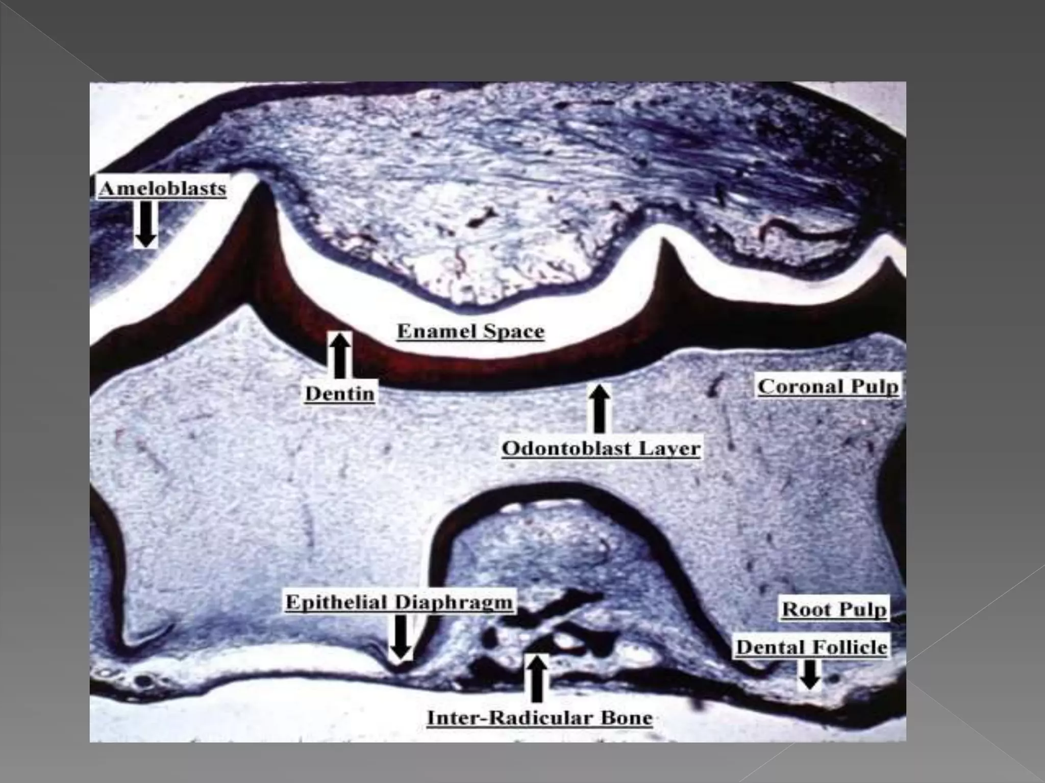 Root Formation | PPTX