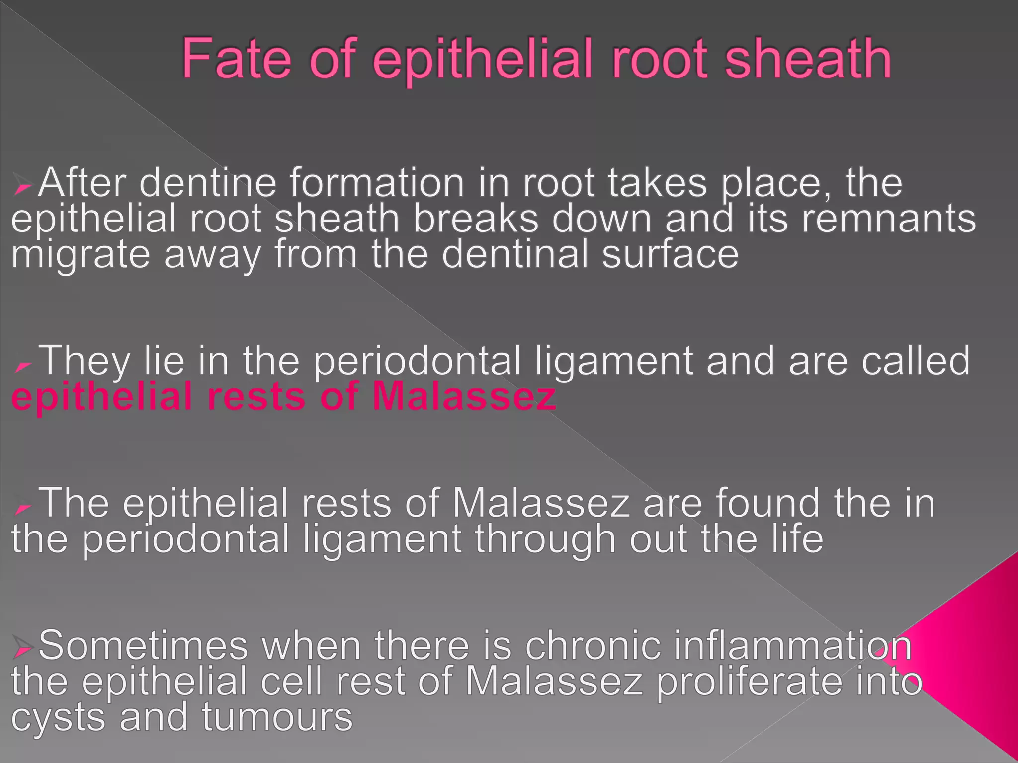 Root Formation | PPTX