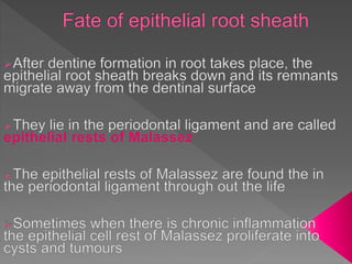 Root Formation | PPTX