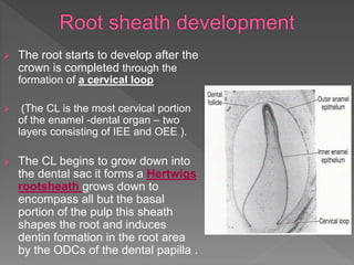 Root Formation | PPTX