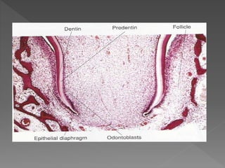 Root Formation | PPTX