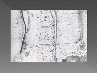 Root Formation | PPTX