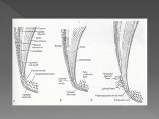 Root Formation | PPTX